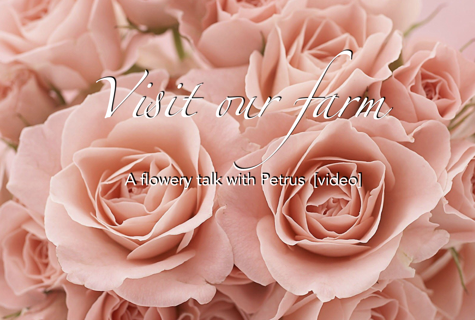 Natural Fragrance Flower Farm | Hydrating Flowers To Last 4 Months